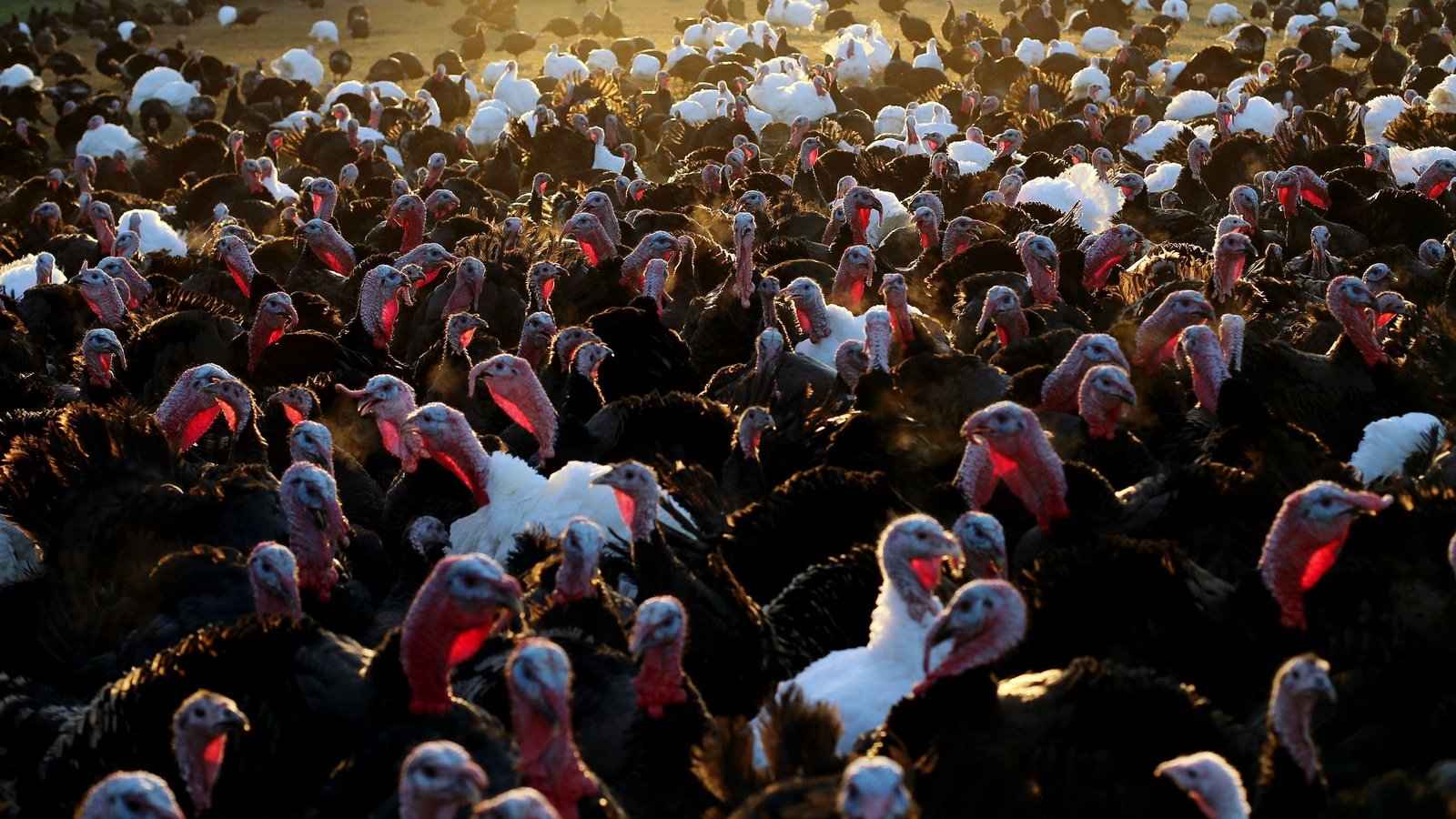 Why Ireland goes mad for turkey at Christmas