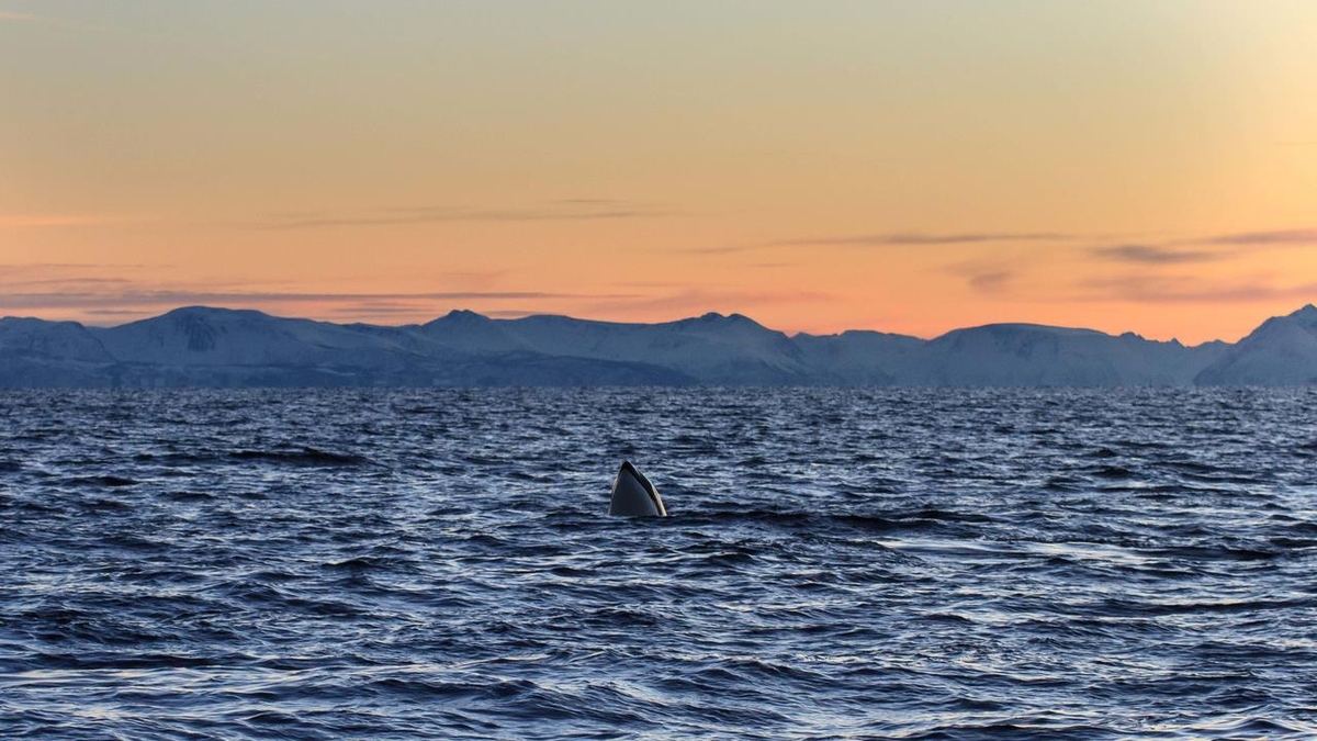3000m deep submarine canyon mapped off Kerry Coast | Morning Ireland ...