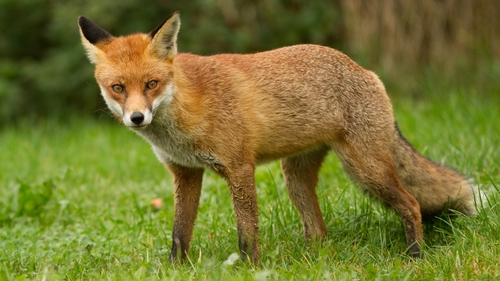 Cunning directors hunt Irish foxes for new film in Dublin