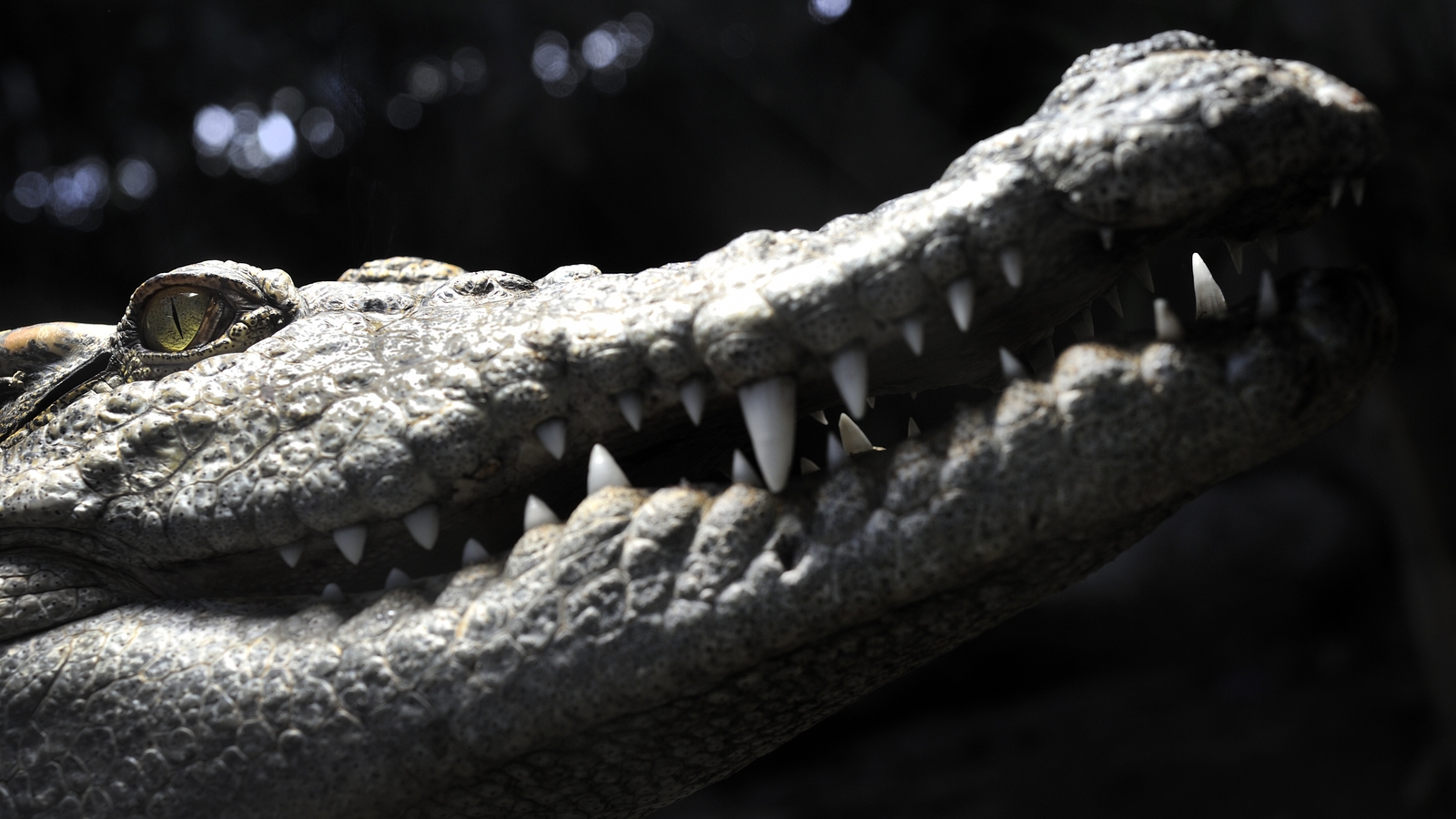 Woman bitten by crocodile while seeking selfie