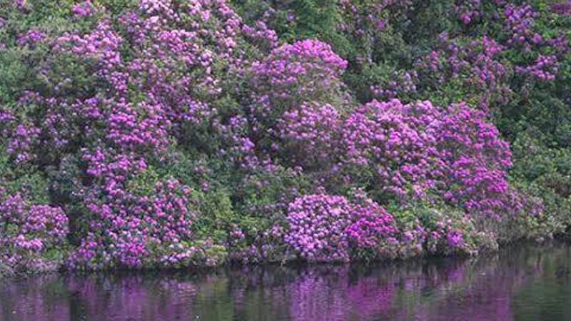 Walkers rescued after getting lost in rhododendron