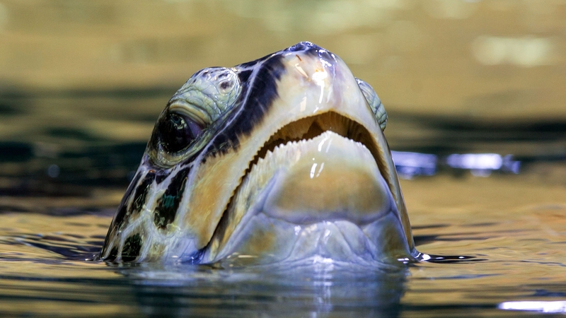 915 coins found in stomach of turtle named Piggy Bank