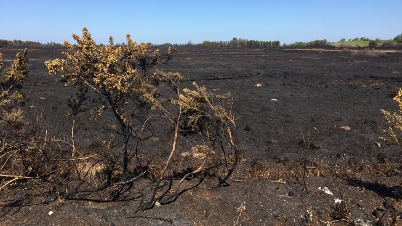 Galway forest at 'major risk' due to gorse fire