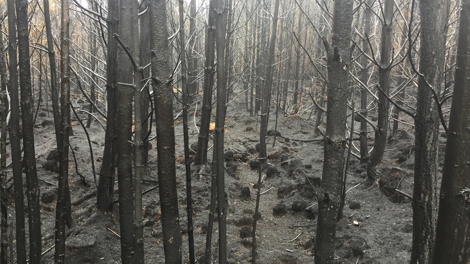 Coillte to carry out Cloosh Valley survey after fire