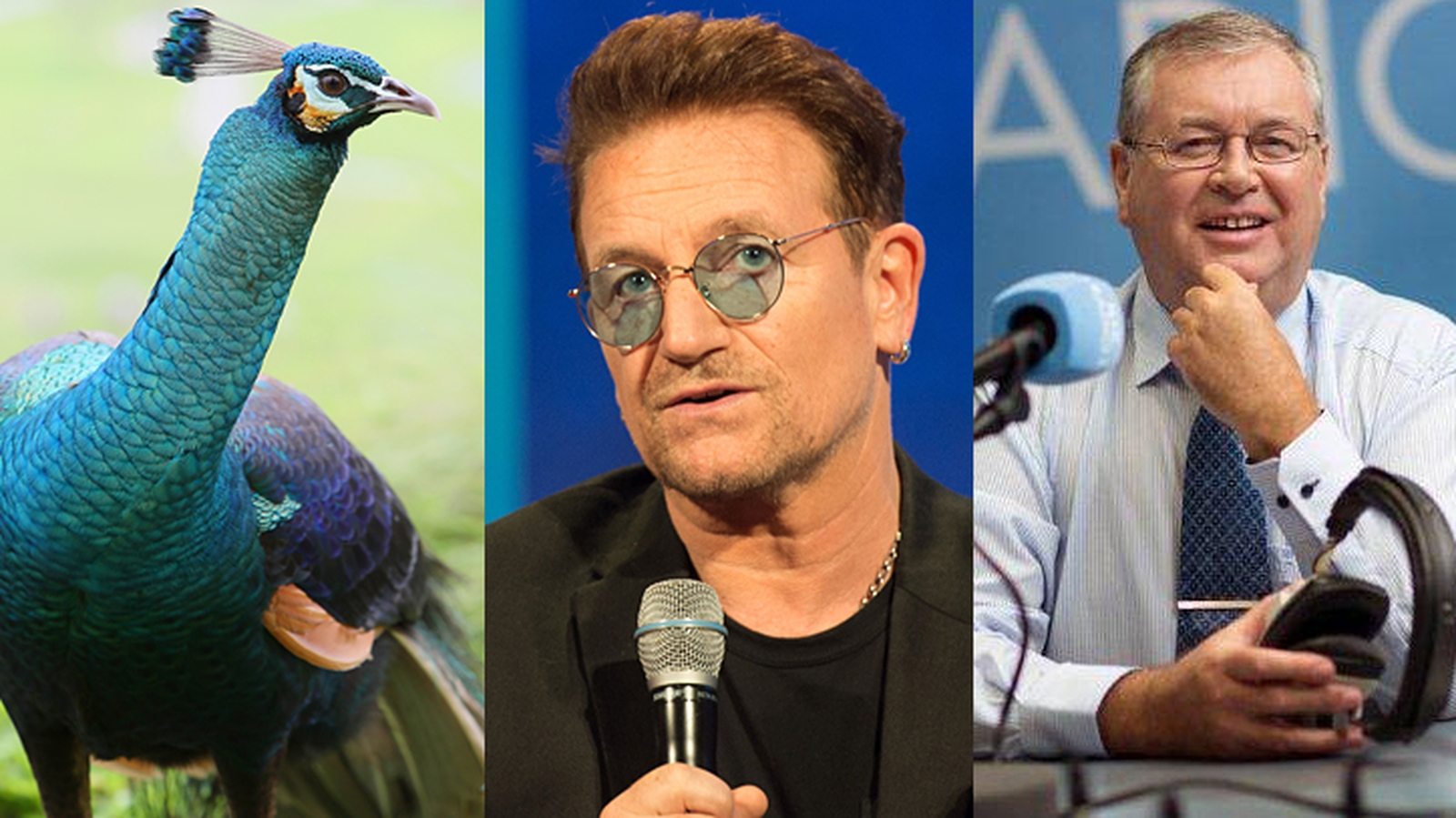 Squawk to Joe! Bono's pet bird soars on Liveline show