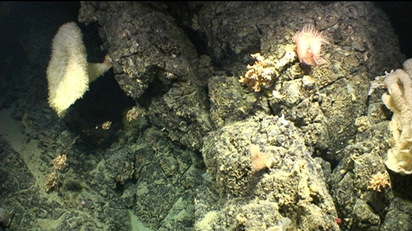 Cold water coral reefs discovered off west coast