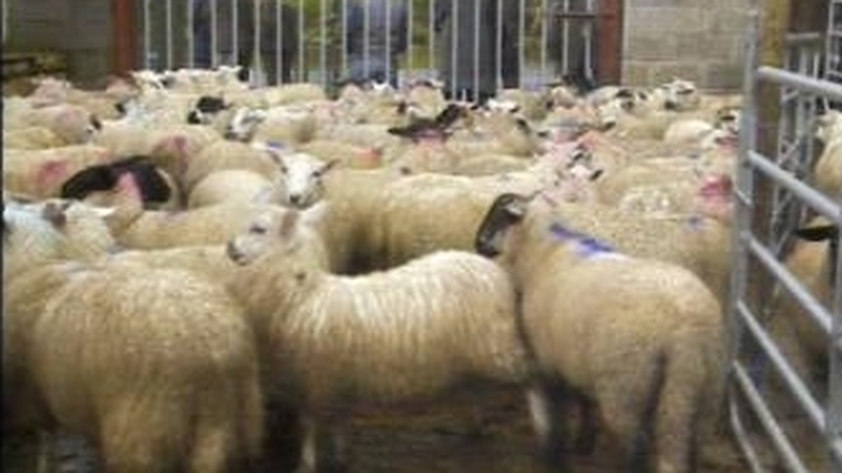 Ireland's most expensive lamb sold to Donegal farmer | Morning Ireland ...