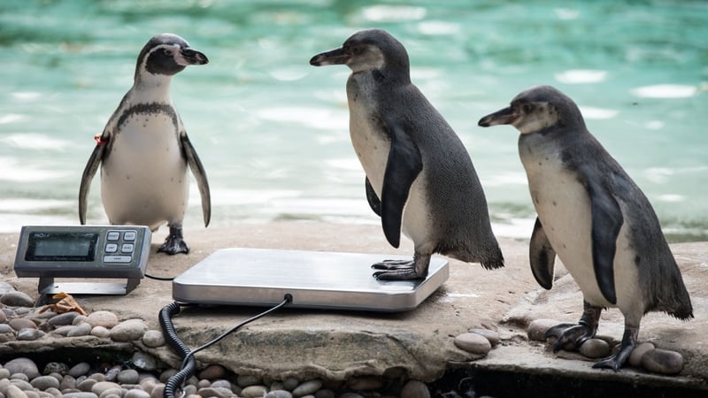 Scales at the ready as London Zoo hosts weigh-in