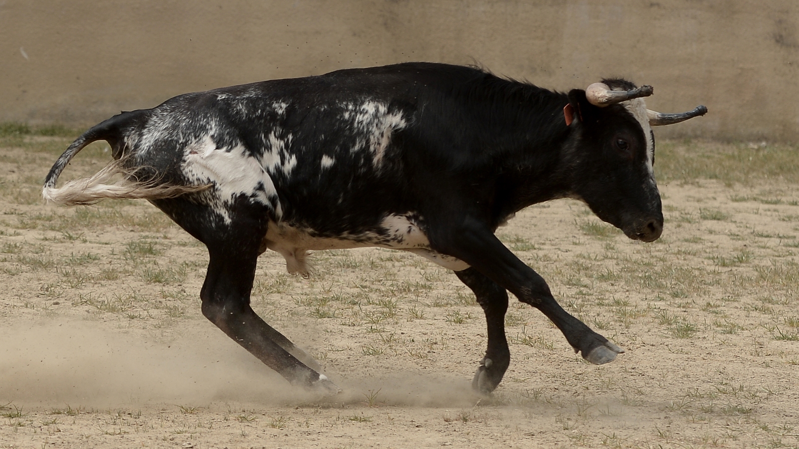 Bullfighting protester hurt by bull after entering ring