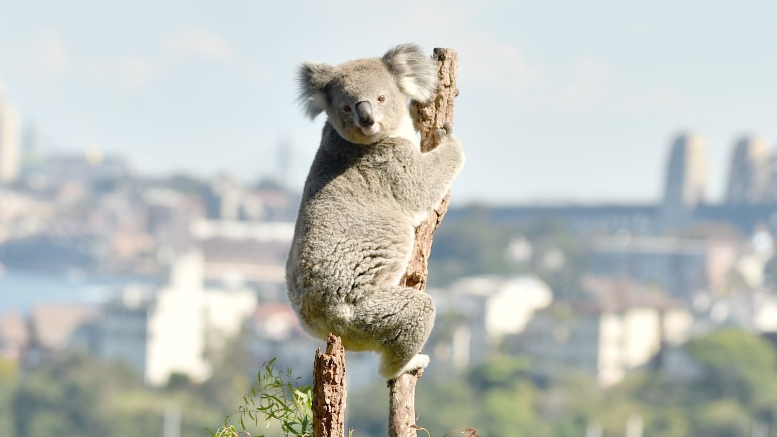 Koala survives 16km trip clinging to bottom of vehicle