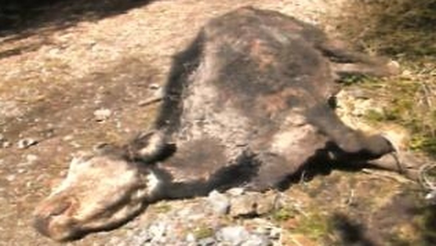 RTÉ Archives | Collections | Cattle Die In Bad Weather