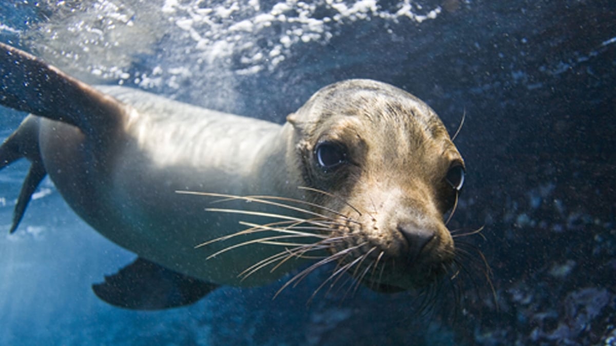 Fishermen plea for a cull of seals | This Week - RTÉ Radio 1