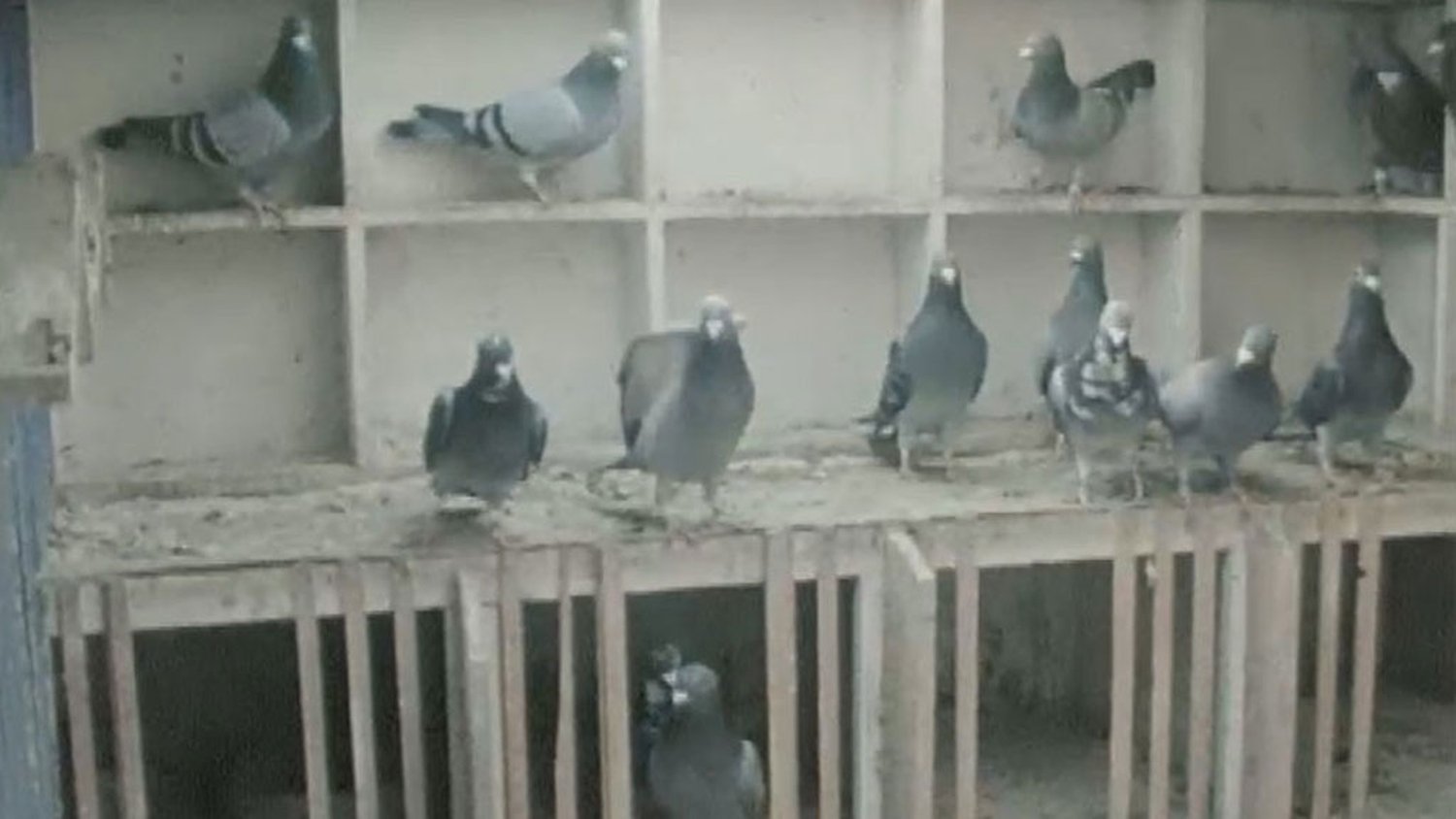 RTÉ Archives | Business | Pigeon Post