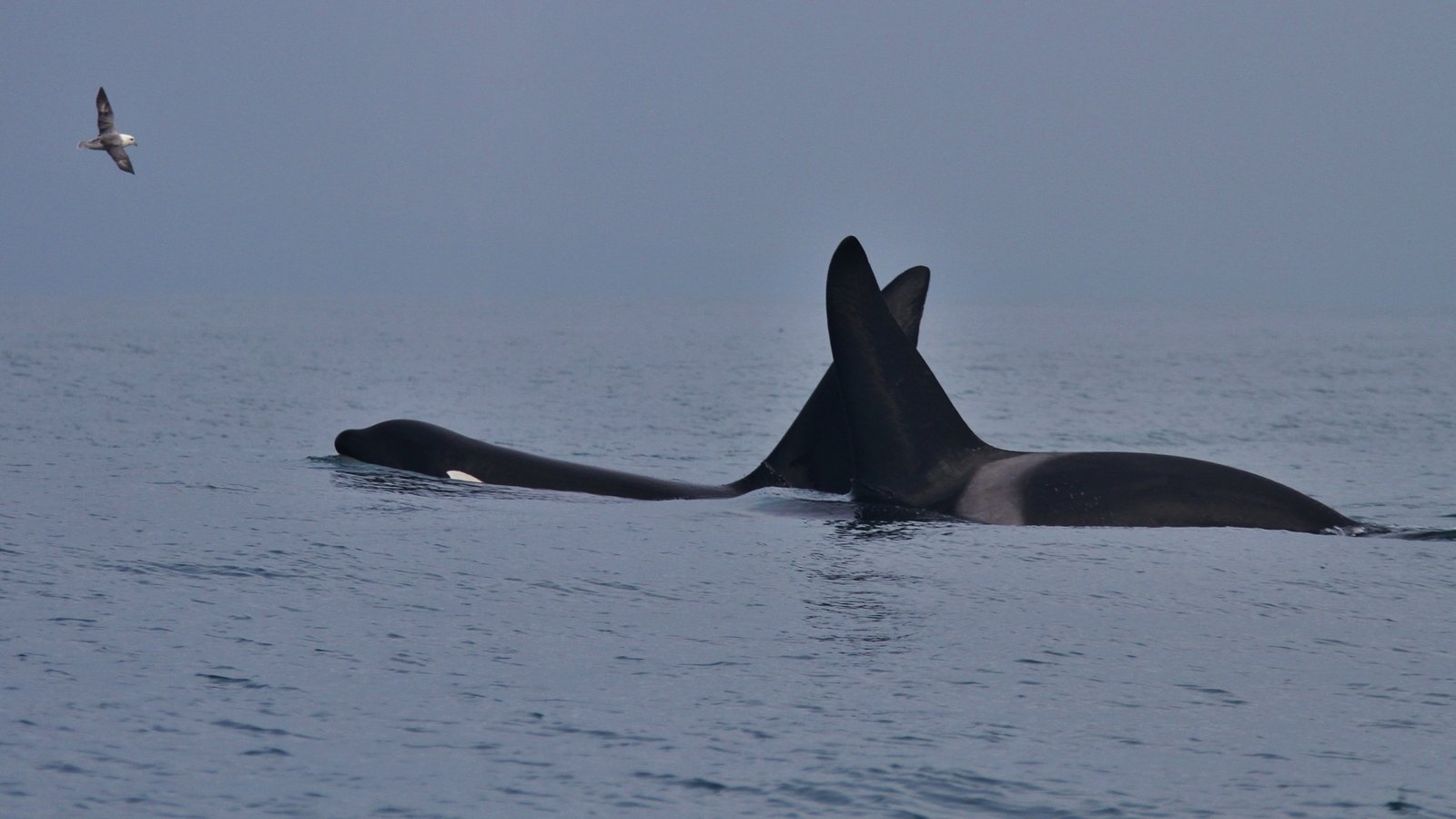 Two killer whales spotted off Co Kerry