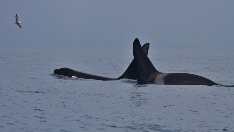 Two killer whales spotted off Co Kerry