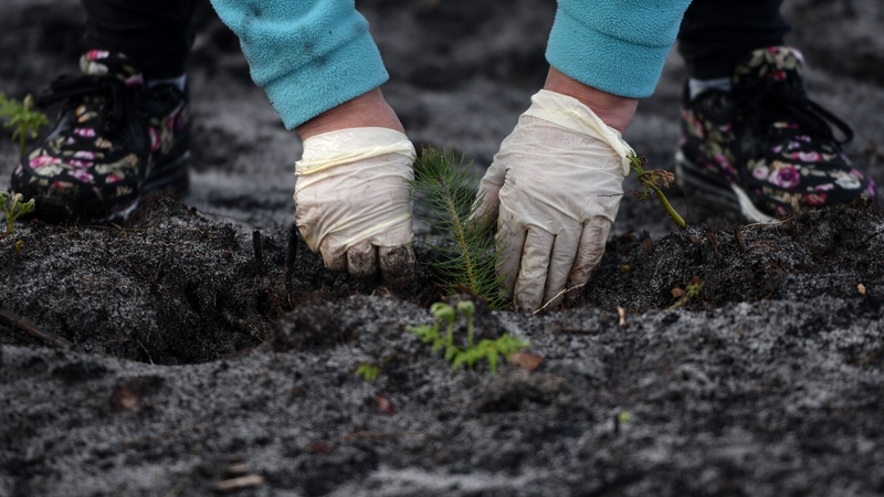 Volunteers replant Portuguese forest devastated by fire