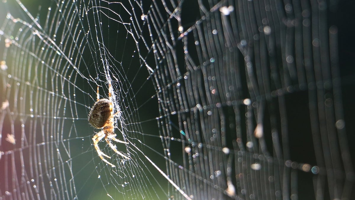 Fungus-infected 'zombie spiders' found in Cavan and Fermanagh caves ...