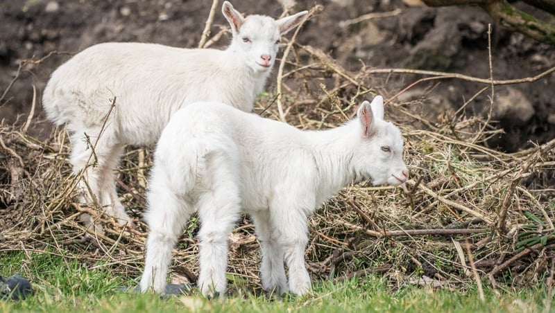 Mayo farm welcomes unusual arrival of twin geep