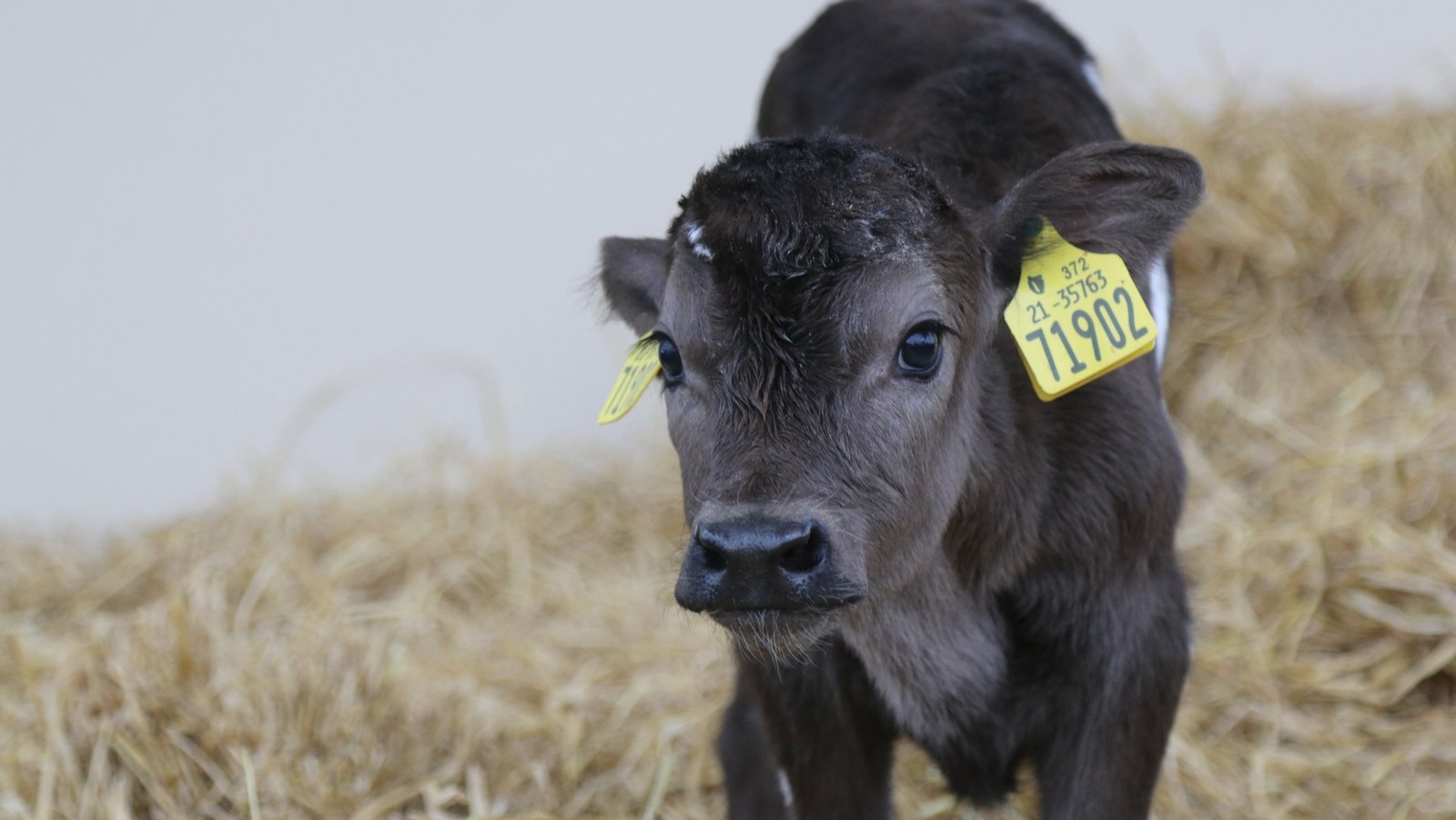 The Secret Life of... Calves