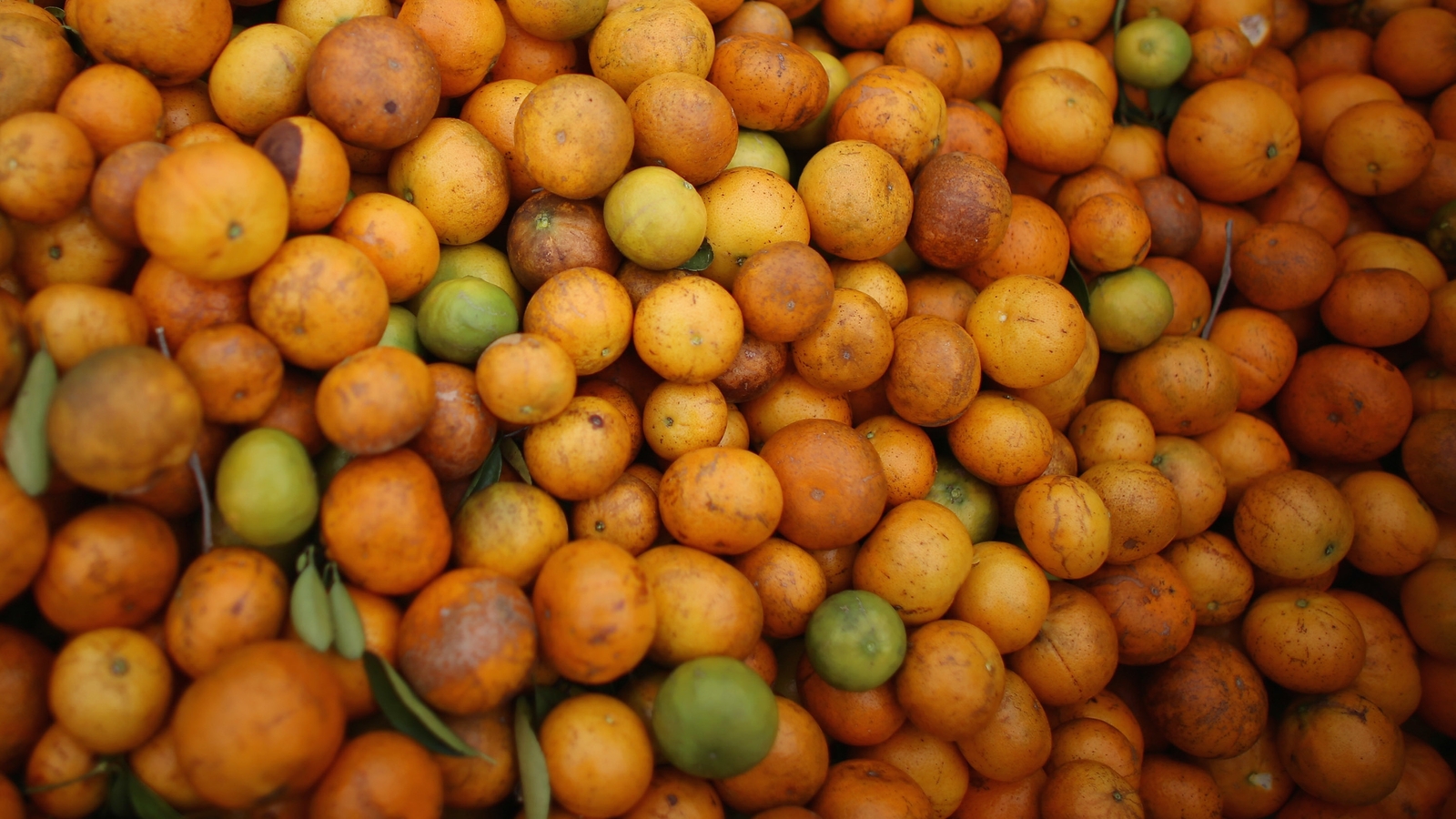 The bitter end? Warning over future of citrus fruits