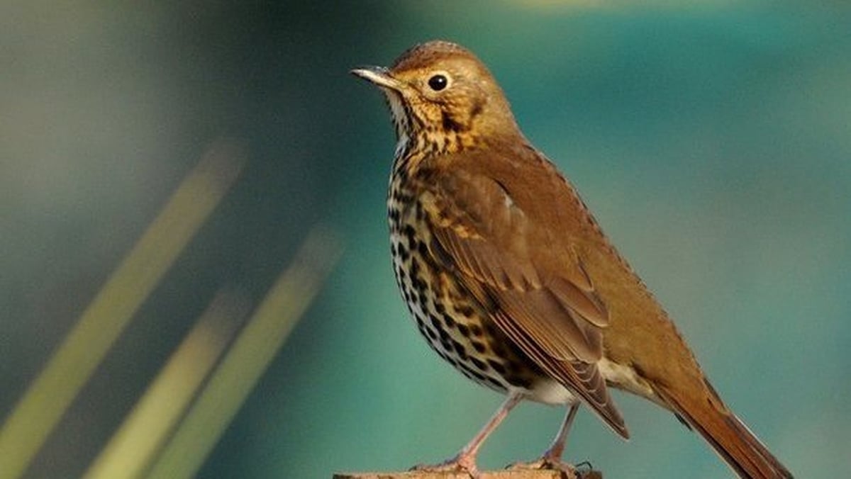 Song Thrush sets the scene for The Dawn Chorus | Mooney Goes Wild - RTÉ ...