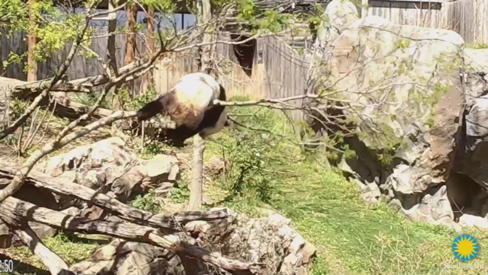 Giant panda goes out on a small limb