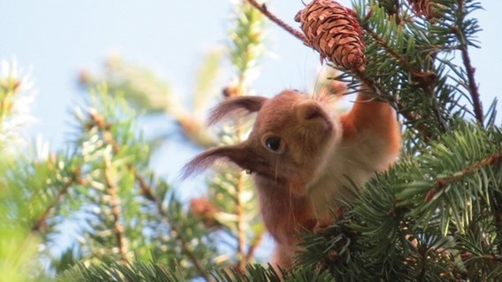 Game of cones: how the red squirrel is making a big comeback