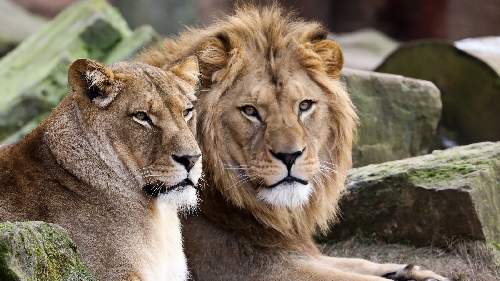 Five big cats briefly escape from flooded German zoo