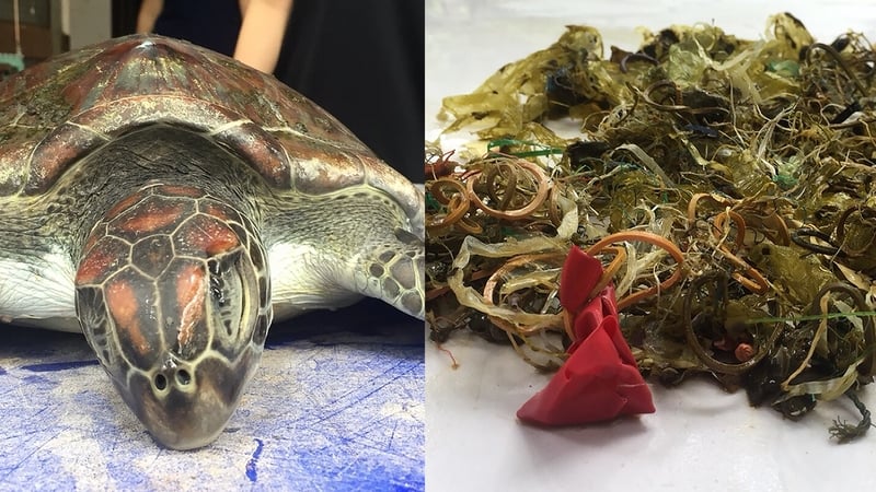 Turtle found with stomach full of plastic dies