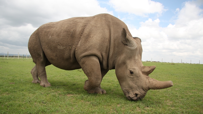Hopes IVF can rescue northern white rhino
