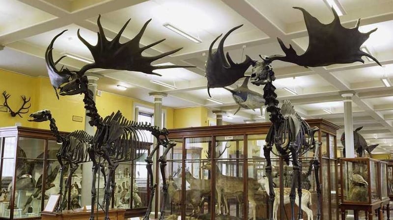 The Dead Zoo Live: Night of the Living Deer!