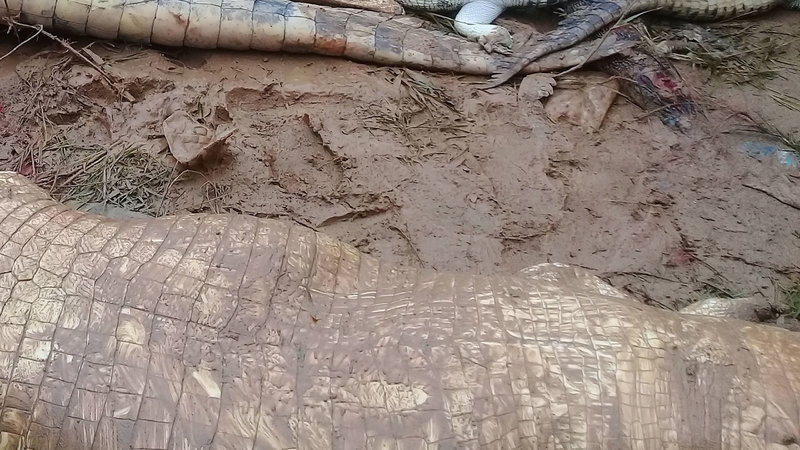 Indonesian villagers kill nearly 300 crocodiles