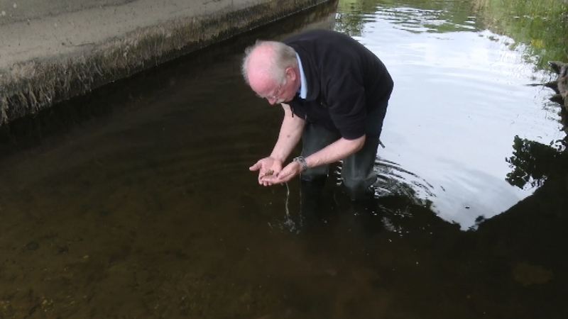More than 10,500 protected lamprey killed in Tipperary