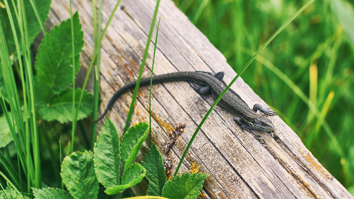 Indigenous lizards | Drivetime - RTÉ Radio 1