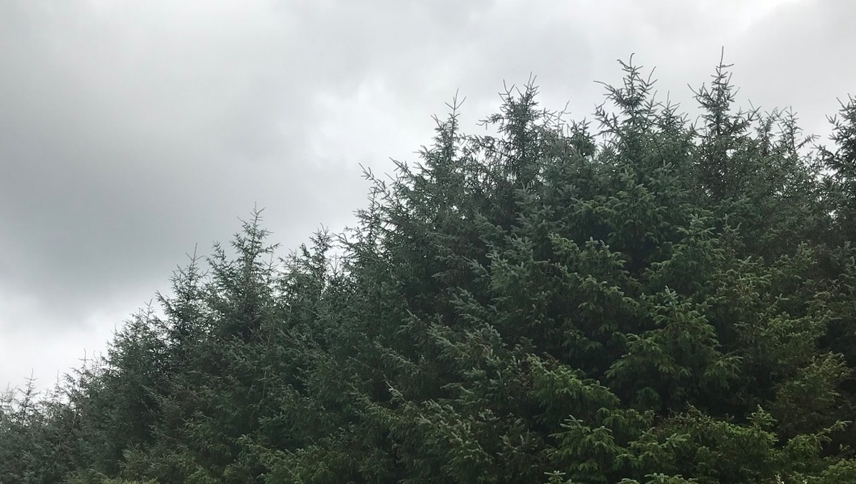 Leitrim farmers concerned about the plantation of Sitka Spruce trees ...