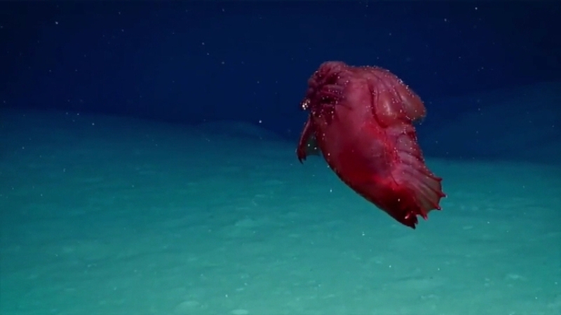 'Headless chicken monster' filmed off East Antarctica