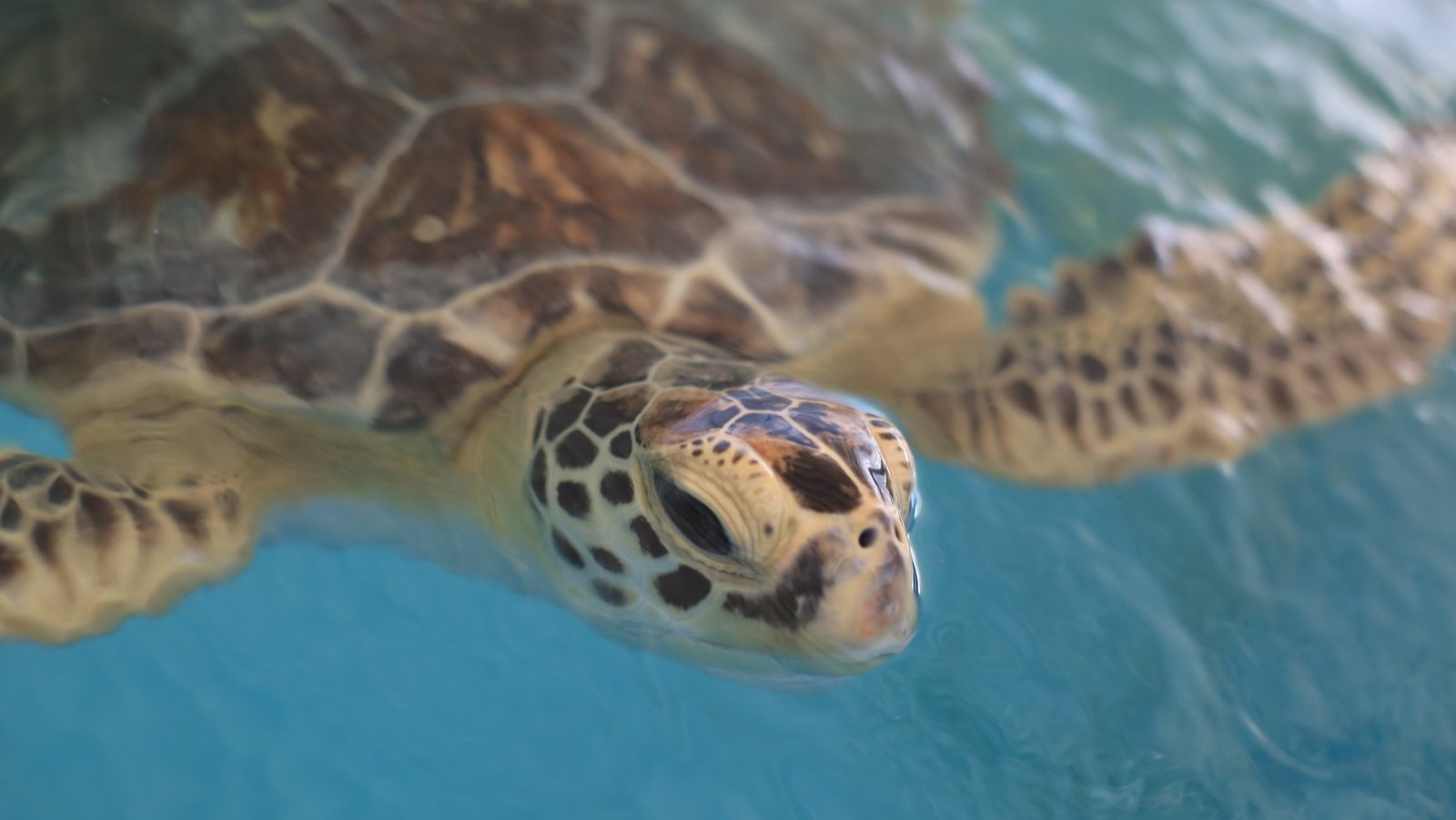 Meet the real teenage mutant sea turtles