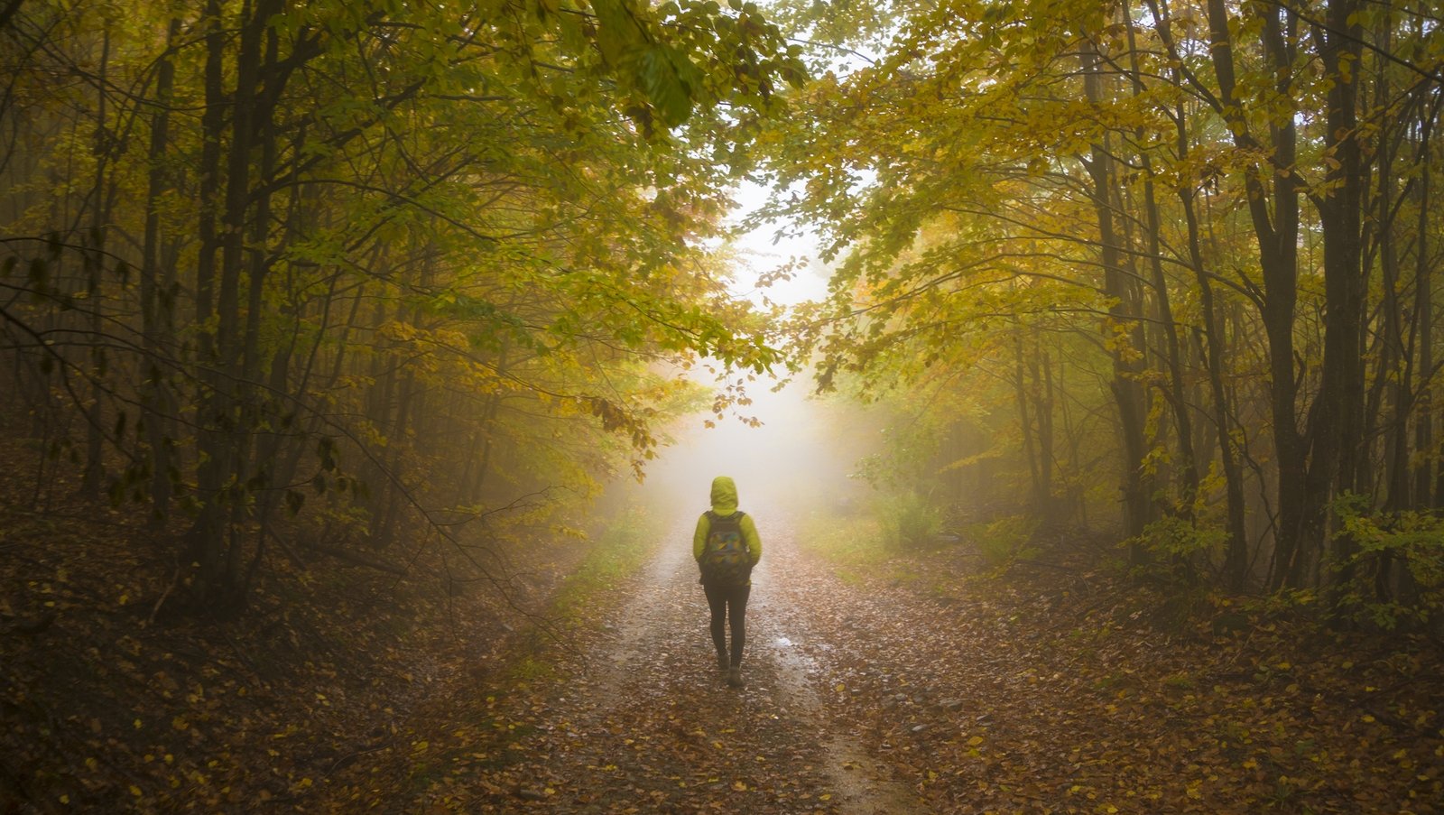 Why does the mind wander?