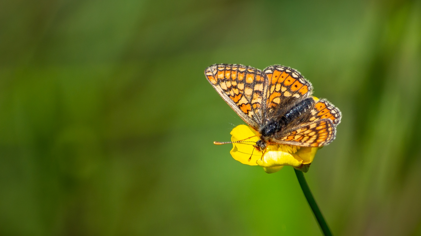 The Biodiversity Of Cloncrow Bog
