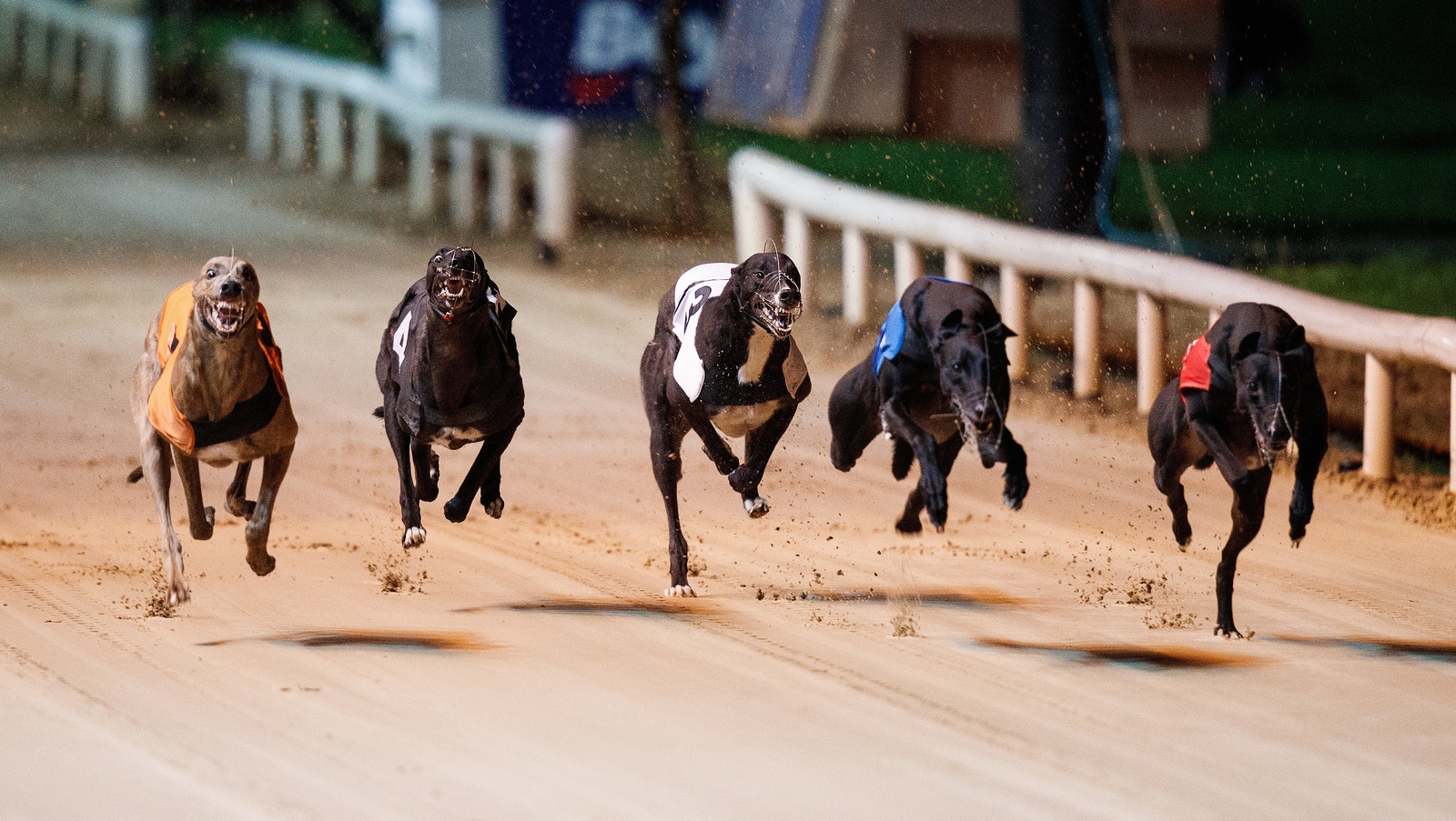 Early greyhound starts for Waterford and Kilkenny