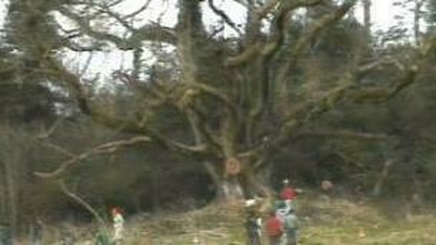 RTÉ Archives | Collections | Brian Boru Oak Tree