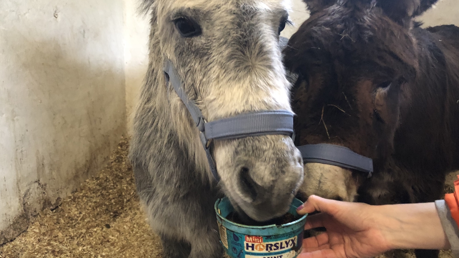 Charity looking for new home for rescued mule