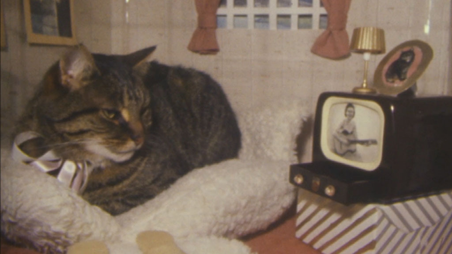 RTÉ Archives | Lifestyle | Show Stopping Cats