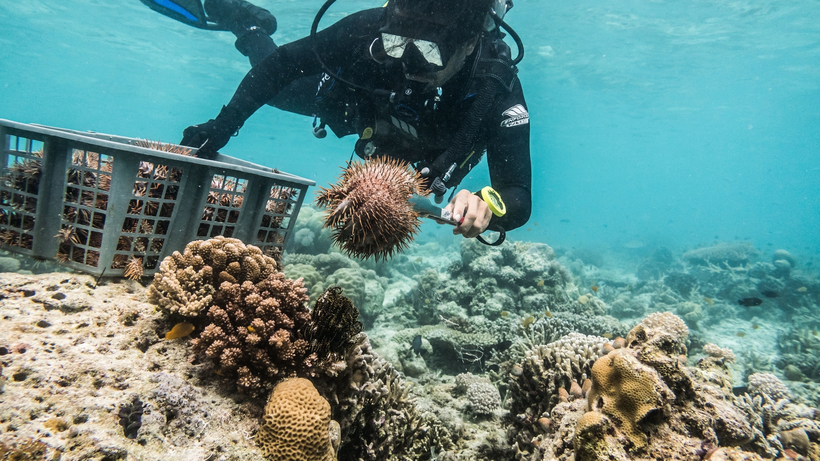 Exploring Irish Fish Stocks