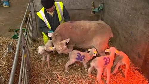Ph-ewe! Second set of sextuplets born to Galway sheep