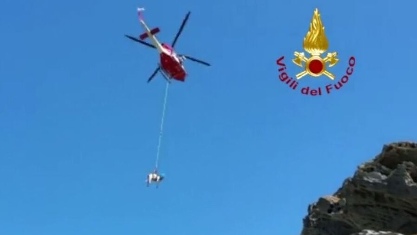When cows fly: Firefighters rescue cow by helicopter
