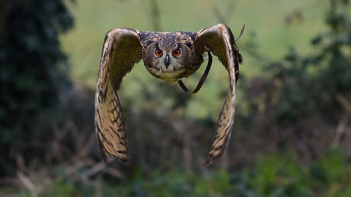 Missing Eagle Owl owners appeal for public's help | News At One - RTÉ ...