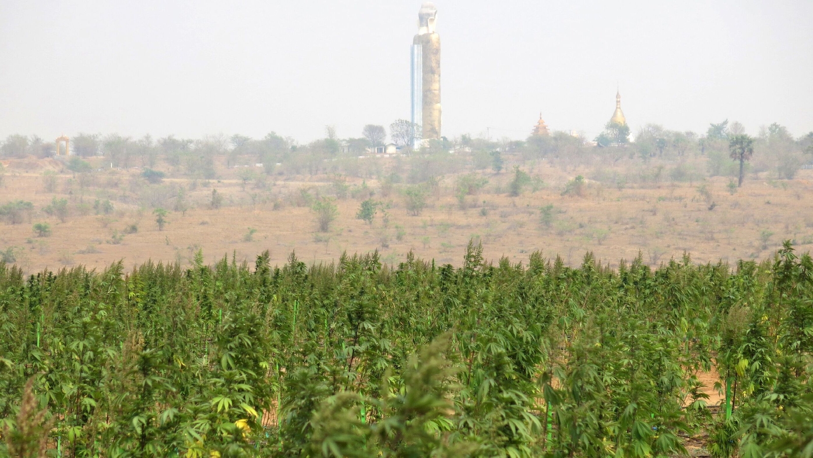Facebook pics lead police to marijuana farm in Myanmar