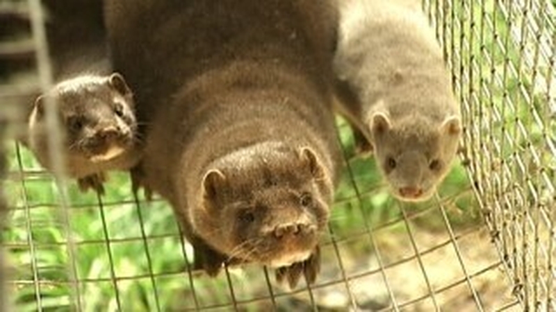 Cosaint déanta ag ÚnaG ar dheontas feirme minceanna
