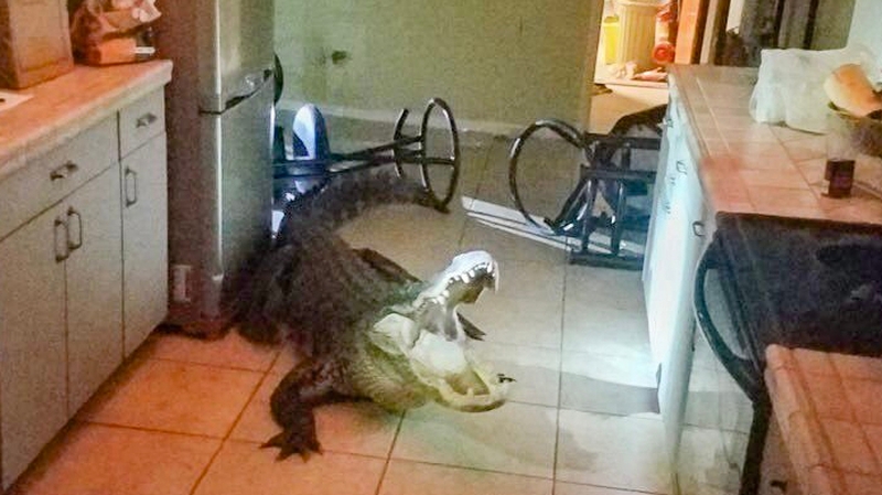 Florida woman finds alligator in kitchen at 3.30am